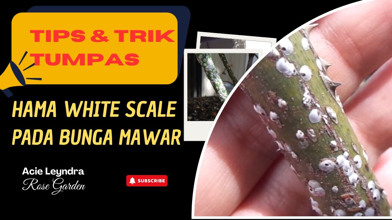 Memberantas Hama White Scale Pada Mawar - YouTube
