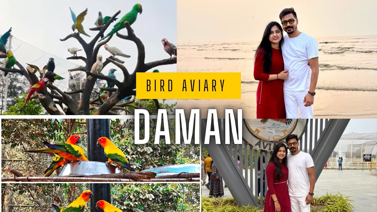 Bird Aviary and Daman Vlog #vlog #tami - YouTube