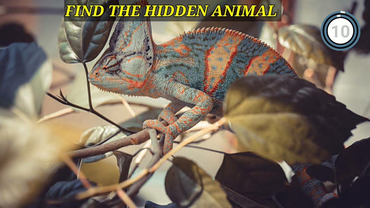 The Art of Animal Concealment: Find the Hidden Creature Challenge - YouTube