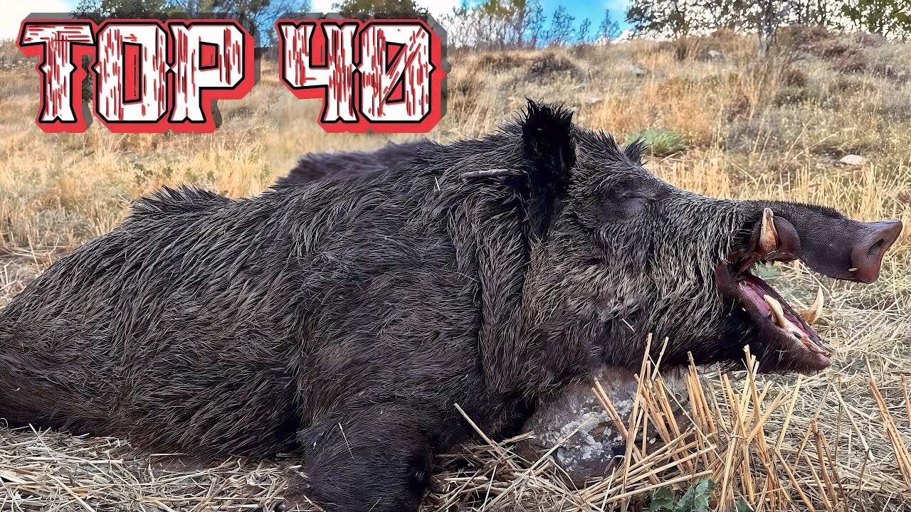40 Shots in 3 Minutes | Wild Boar Hunting Ep 12 - YouTube