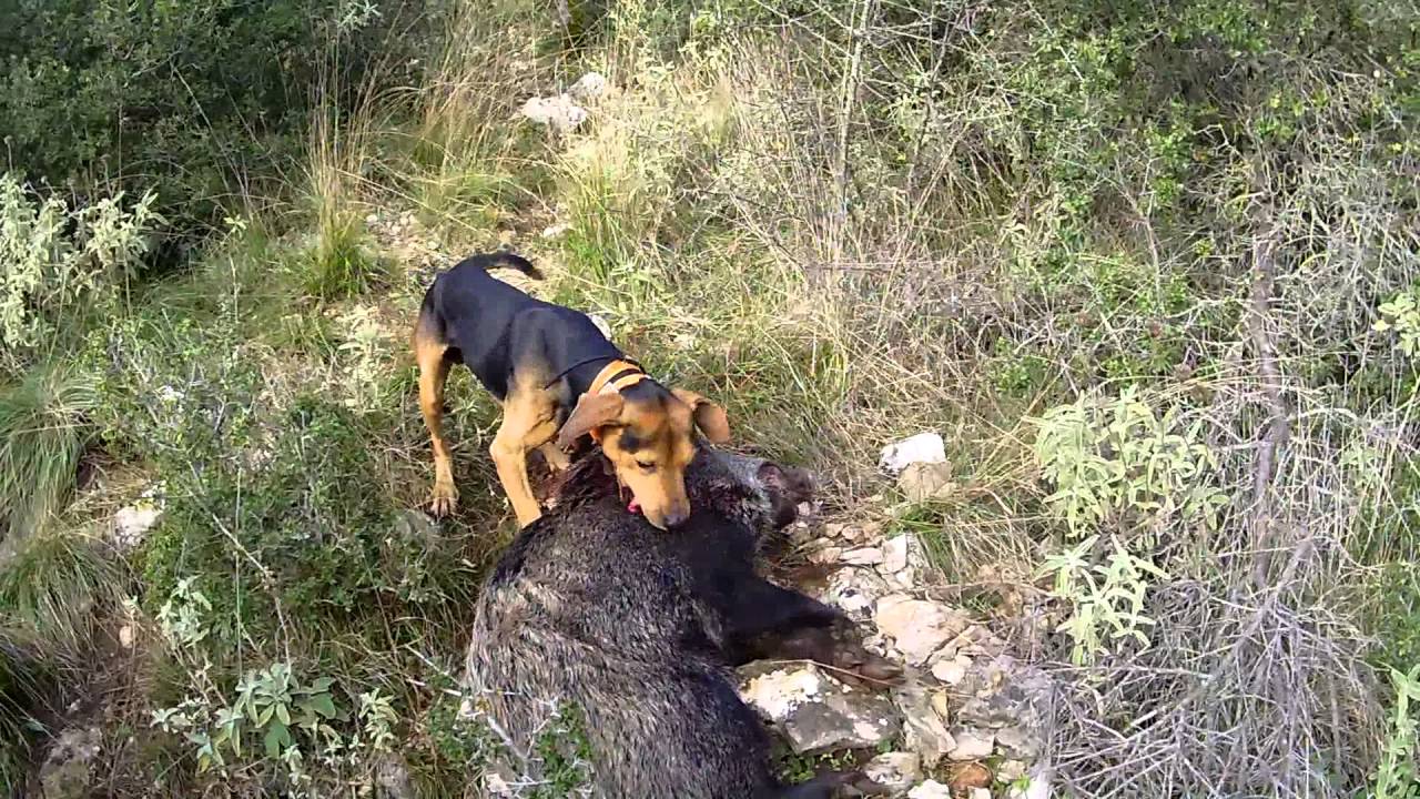 κυνηγι αγριογουρουνου 2015 β - YouTube