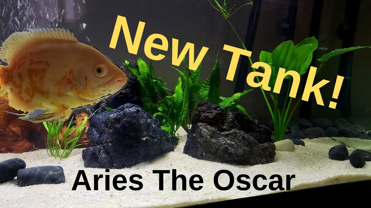 Aries The Oscar + New Tank - YouTube