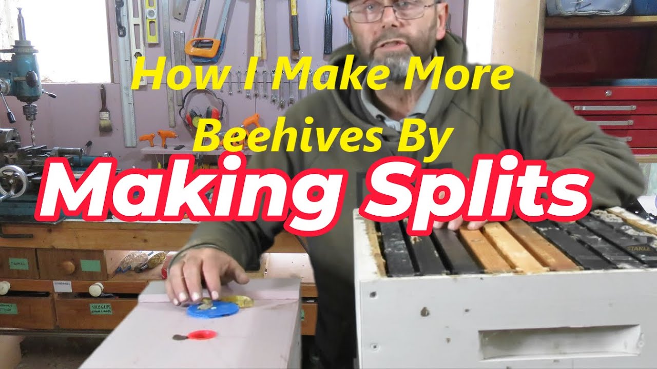 Ep 66 How I split a beehive to make a new one - YouTube