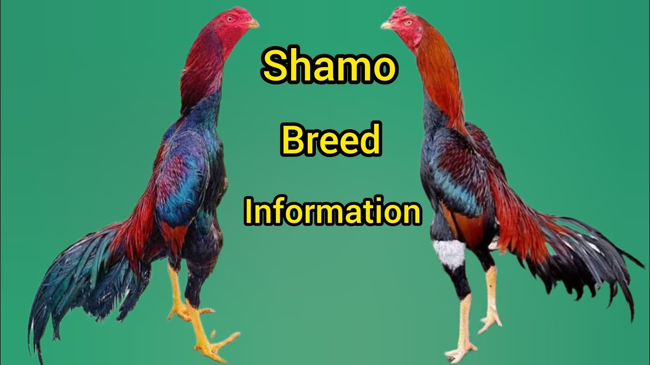 Shamo breed history | shamo rooster breed information - YouTube