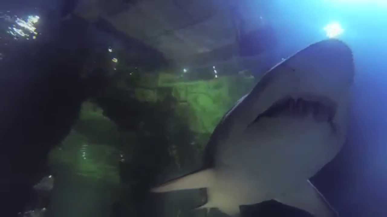 Shark Dive at Deep Sea World - YouTube