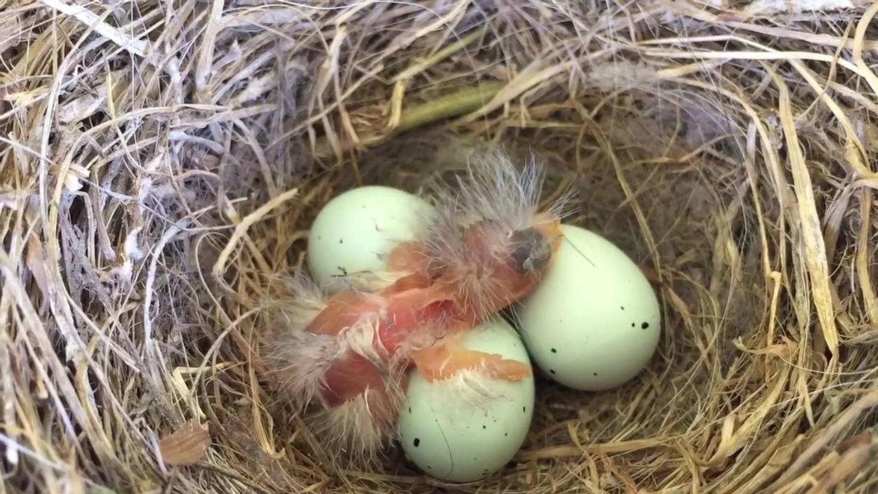 Baby house finch bird, couple hours old - YouTube