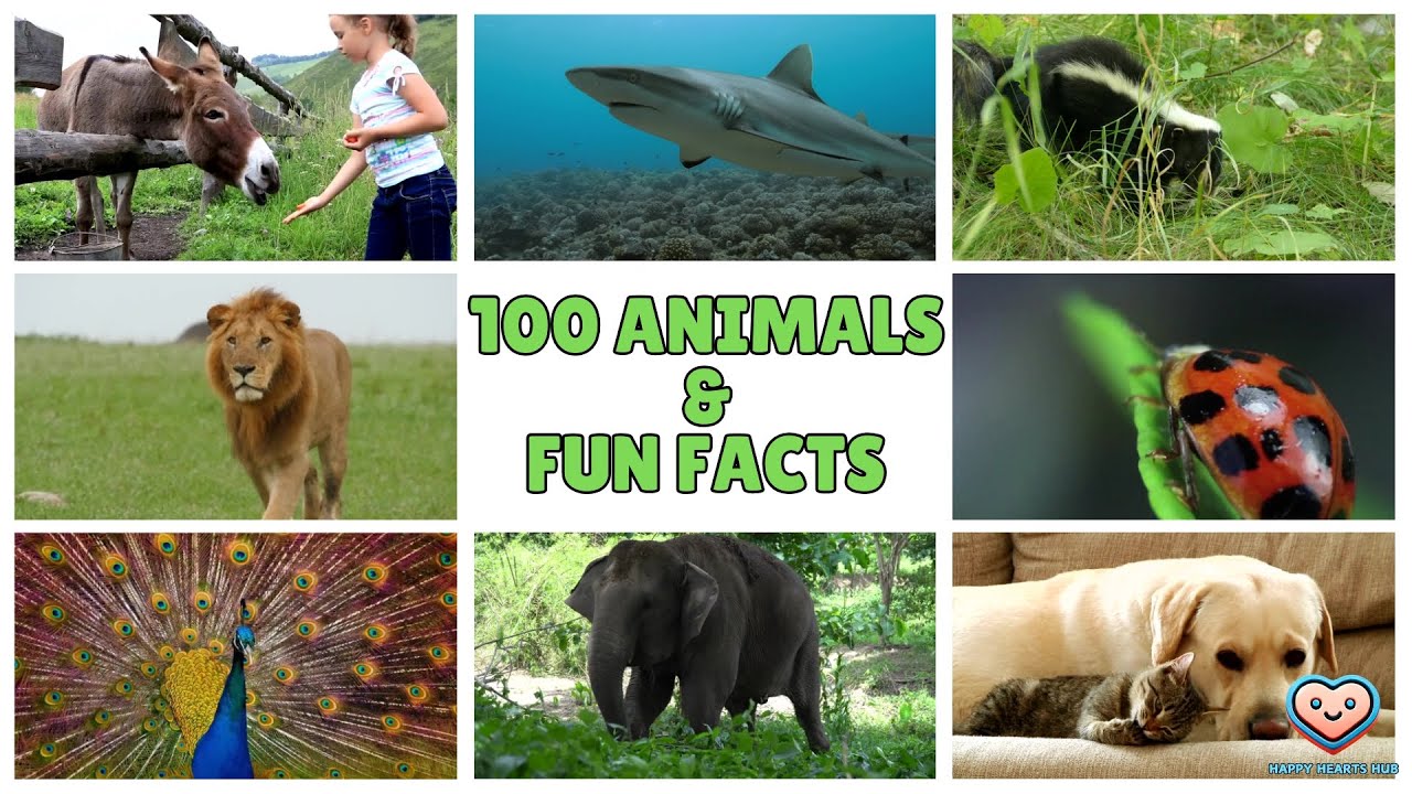 100 Animals for Kids | Animal Names & Fun Facts - YouTube
