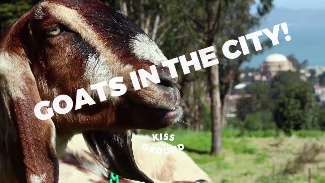 City Grazing (goats in the city) - Kiss The Ground - YouTube