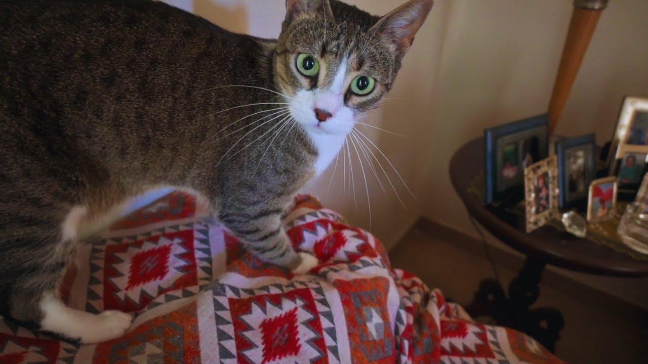 When The Batteries of Your Cat Are Fully Charged! - YouTube