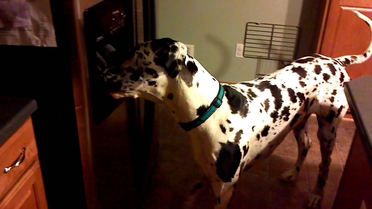 Chief using refrigerator ice machine! Great Dane - YouTube