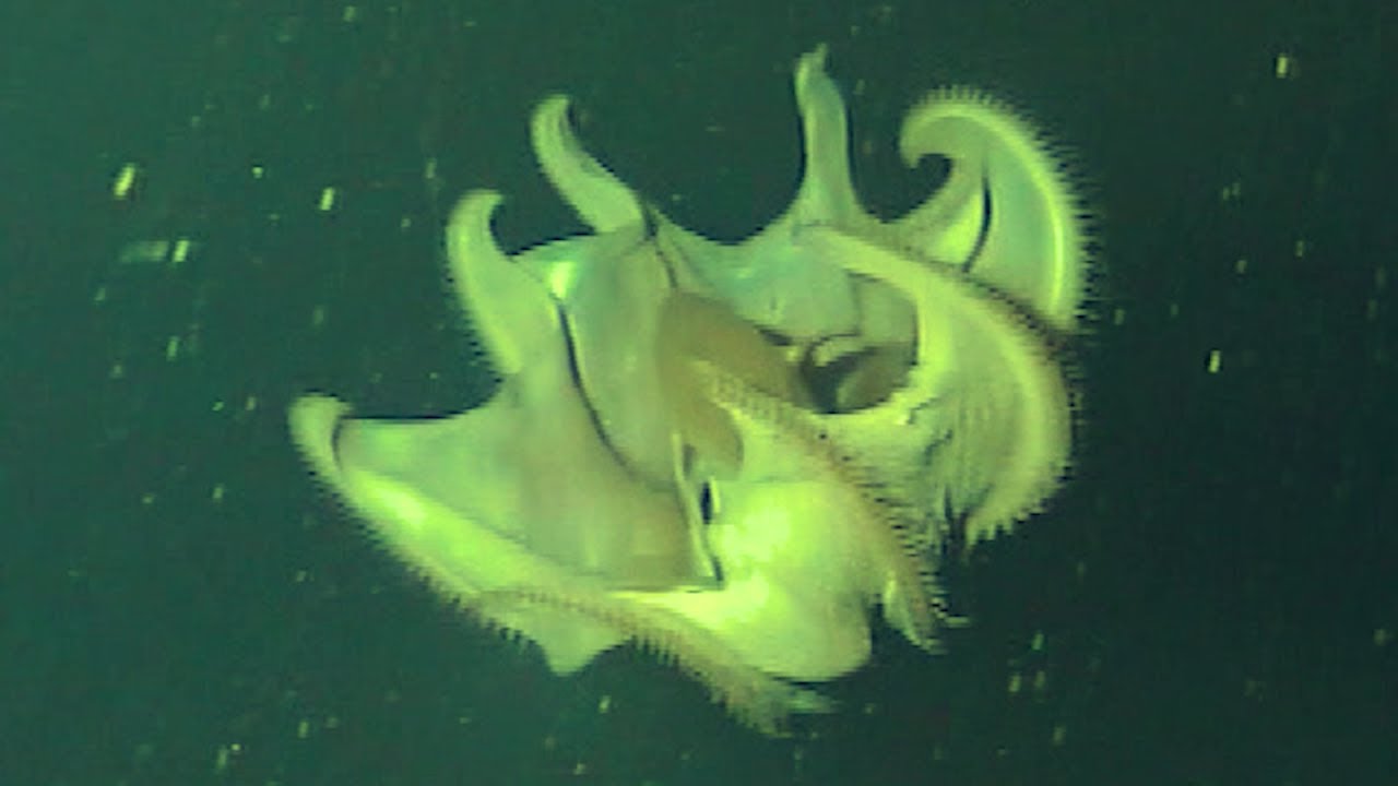 Strange Tooth-Covered Octopus Caught on Film | Deep Ocean ROV Footage ...