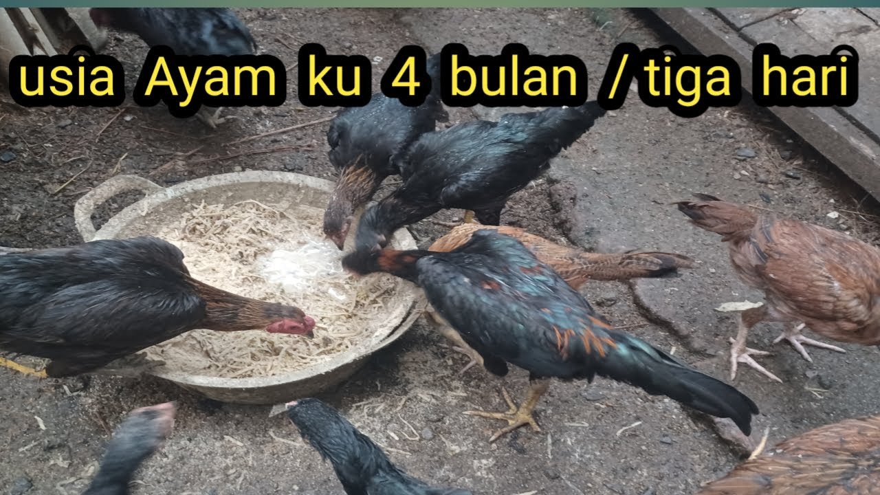 Ayam ku umur 4 bulan / 3 hari dengan Lahapnya makan dengan makanan yg ...