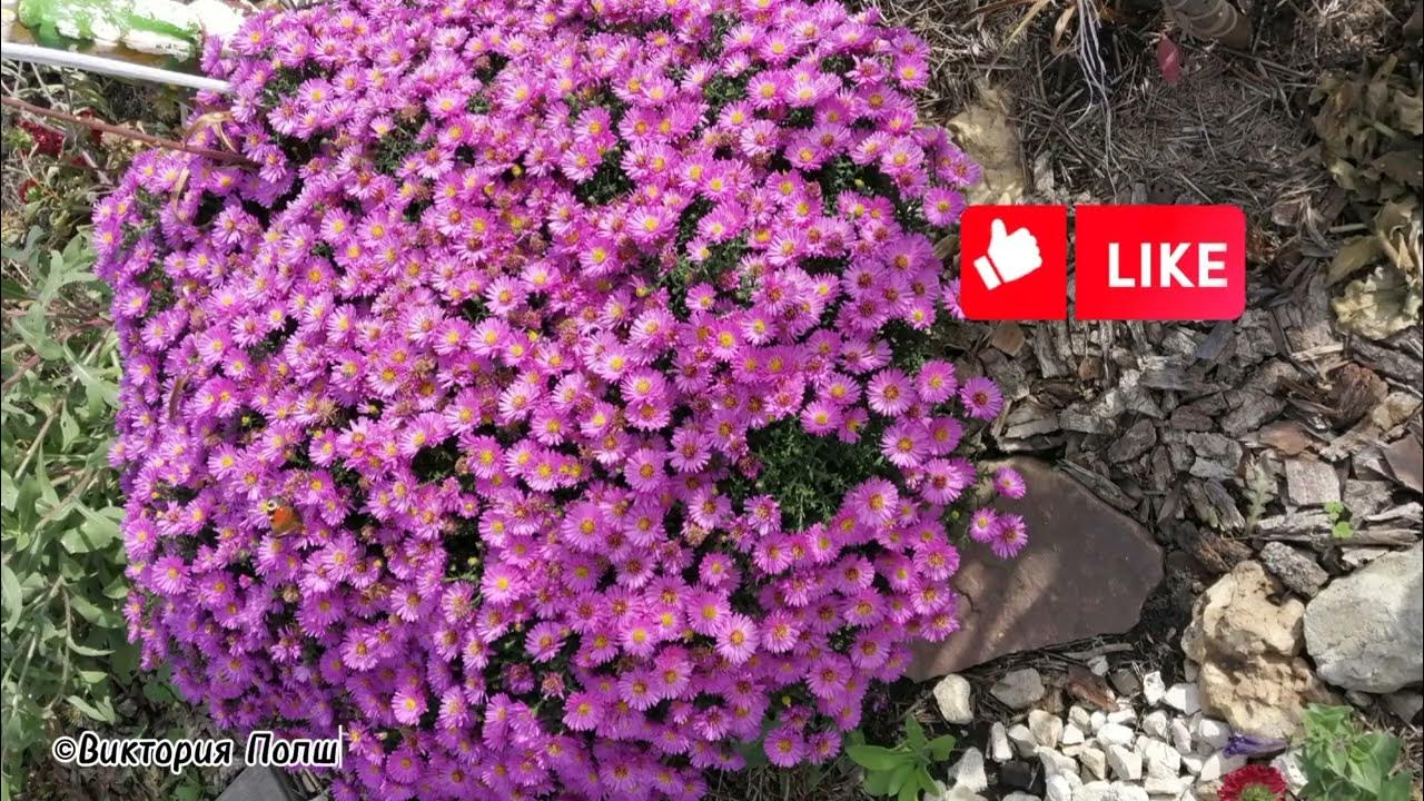 Астра Альпийская многолетняя - YouTube