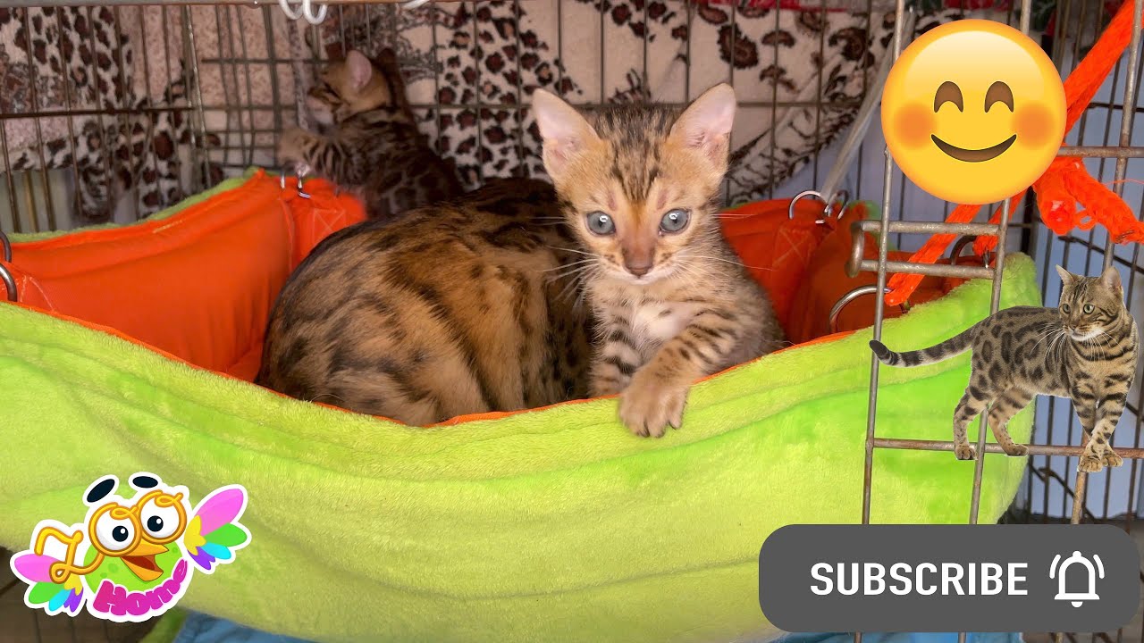 Cher cat and her kittens - YouTube