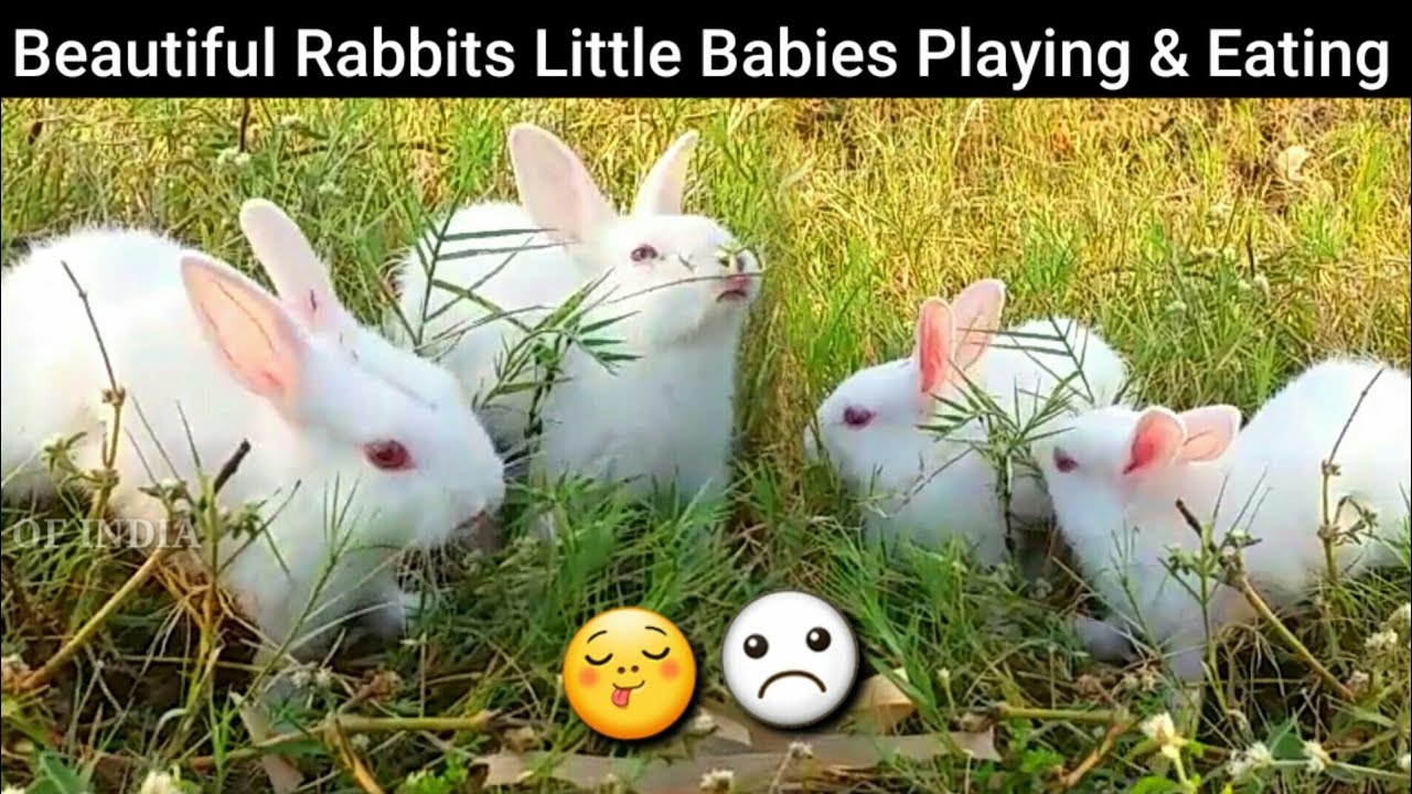 Baby bunny eating green grass ll Rabbits small baby playing ll Little ...