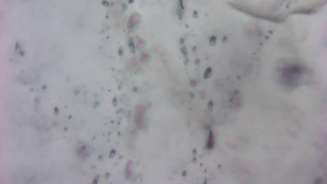 Inclusions fluides dans un quartz au microscope polarisant (LC) - YouTube