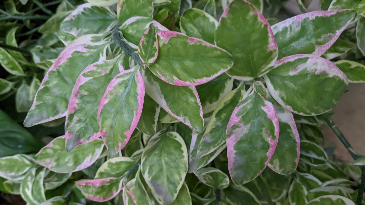 Devil's Backbone/Nagdon Why pink leaves? Winter Care - YouTube