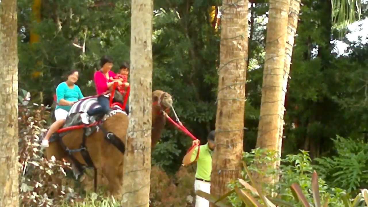 Camel Ride at Zoo Miami - YouTube