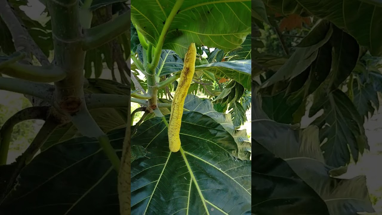 Seperti ini ya bunga dari buah kluwih yang nikmat itu. #shorts - YouTube