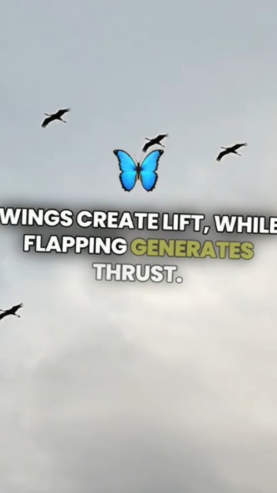 How Do Birds Fly? - YouTube