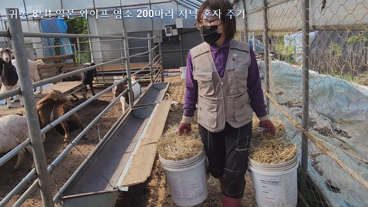 귀농 8년! 염소농장 일본아내 염소 200 마리 저녁 주기Goat Farm Japanese Wife Korean Country ...