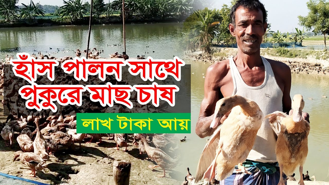 হাঁস পালন সাথে পুকুরে মাছ চাষ করে অধিক লাভ | Haser Khamar | Duck ...