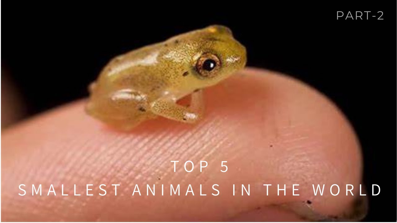 "Top 5 Smallest Animals in the World - Tiny Wonders You Need to See ...