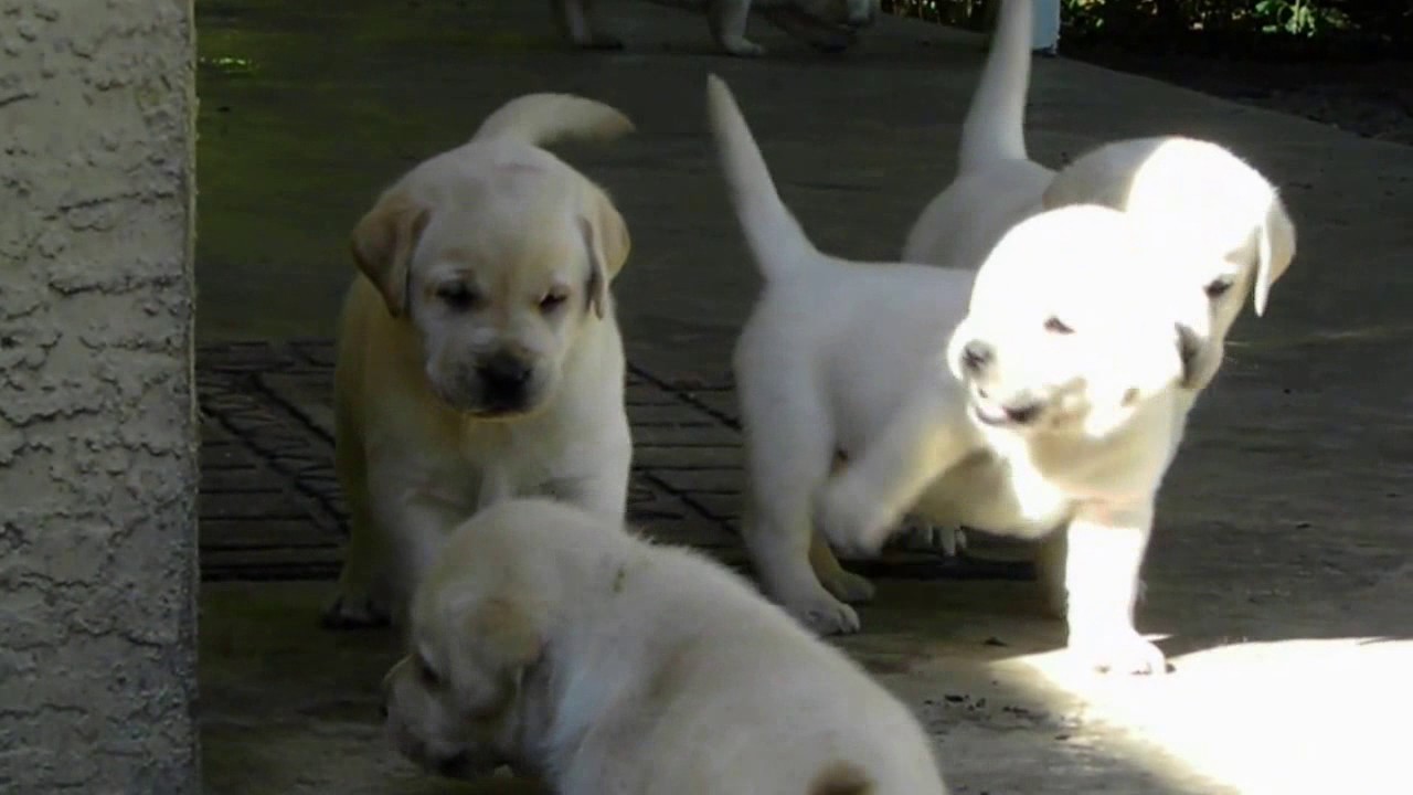 Copy of Little Labrador Puppies 5 weeks Old - YouTube