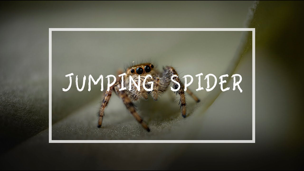ARAÑA SALTARINA EN VIDEO. MACRO JUMPING SPIDER COMPILATION - YouTube