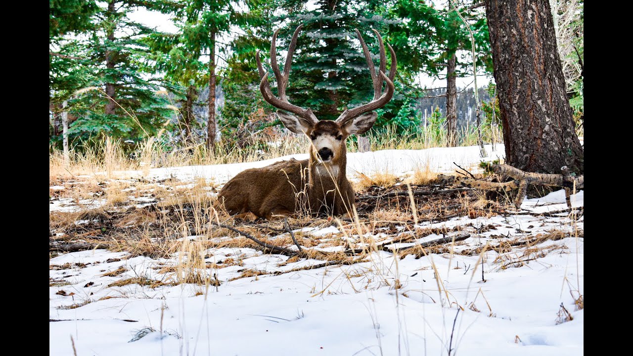 The Biggest Deer I ve Ever Seen YouTube the-biggest-deer-i-ve-ever-seen-youtube