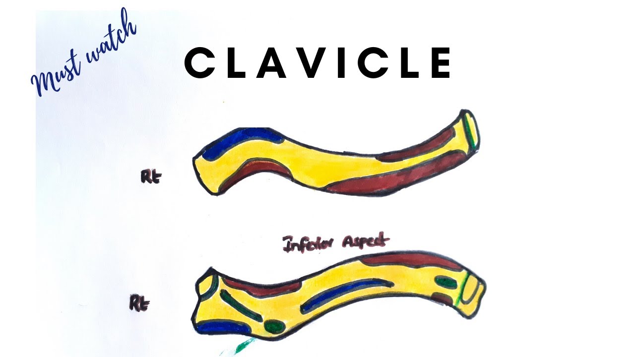 Clavicle : Quick review for practical exams - YouTube