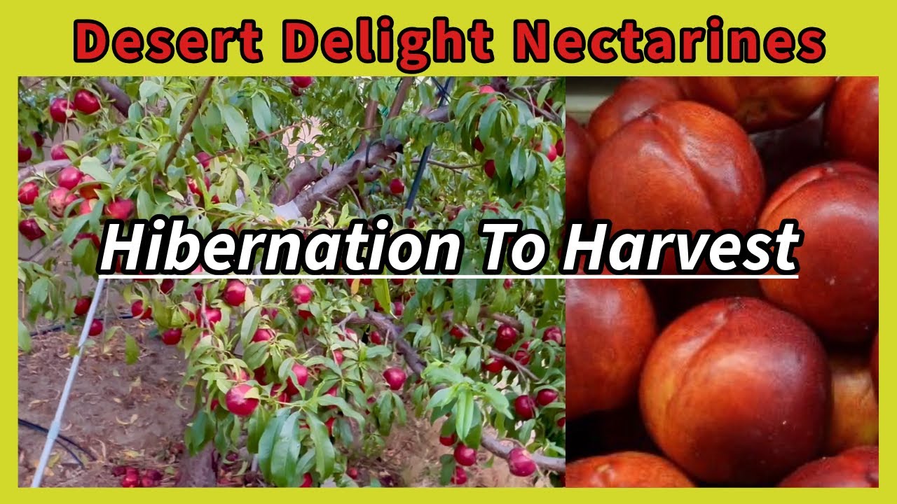 Desert Delight Nectarine Tree - Flowers To Fruit - YouTube