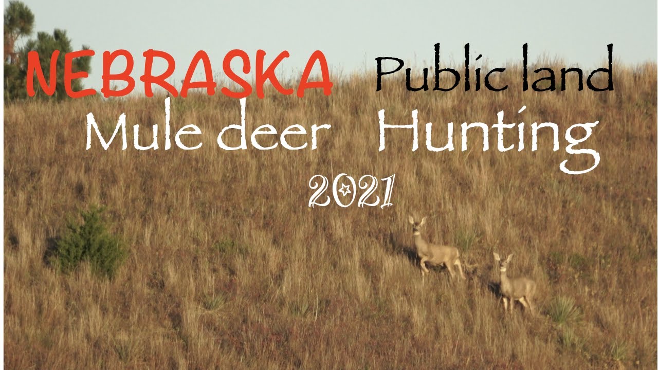 NEBRASKA public land mule deer hunt, things to know!! - YouTube