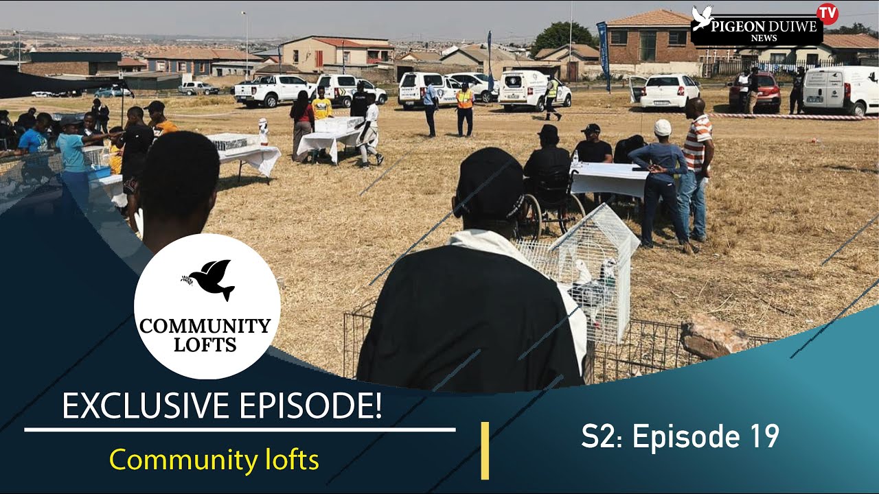 Pigeon Duiwe News TV- Community Lofts - S2: E19 - YouTube