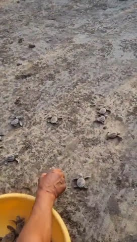 🐢Tortoise 🐢Festival @ Deveagar 🏖 Beach 🏖 #shortsvideo#Like & Subscribe ...