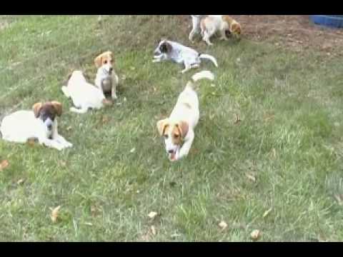 Rescue pups - Adopted! Beagle - Terrier - Cattle dog - GSP mix? 12 wks ...