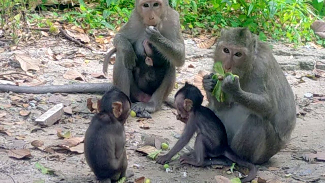 Three new baby monkeys meeting - YouTube