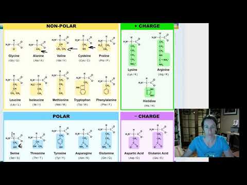 amino acid R groups - YouTube