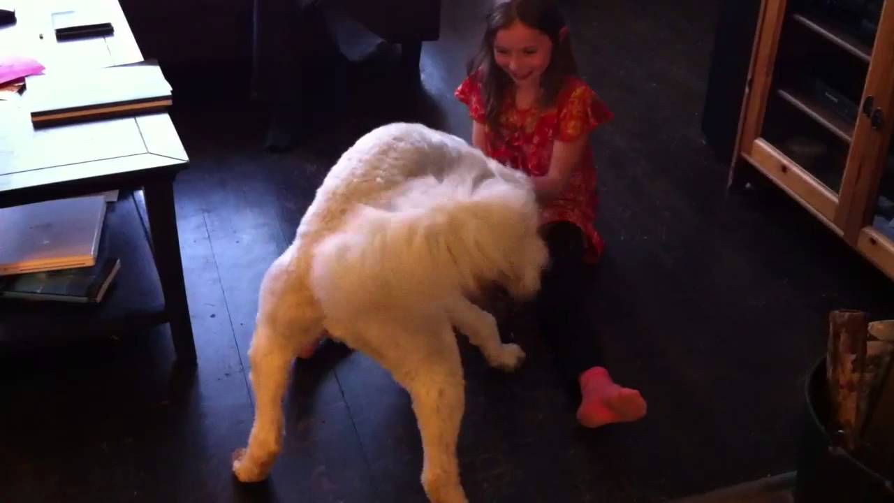 Dog pulls girl - YouTube