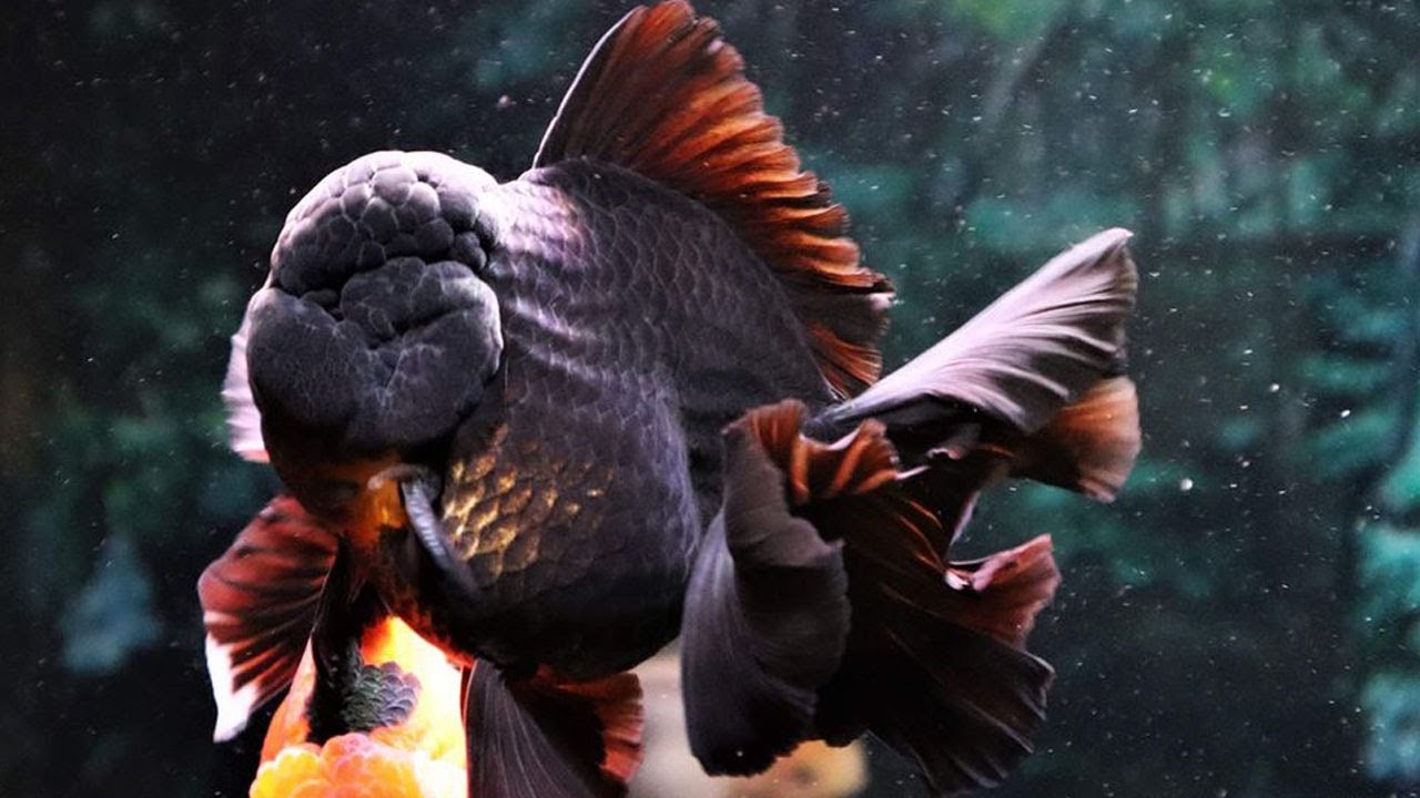 Beautiful Special Goldfish Collection - YouTube