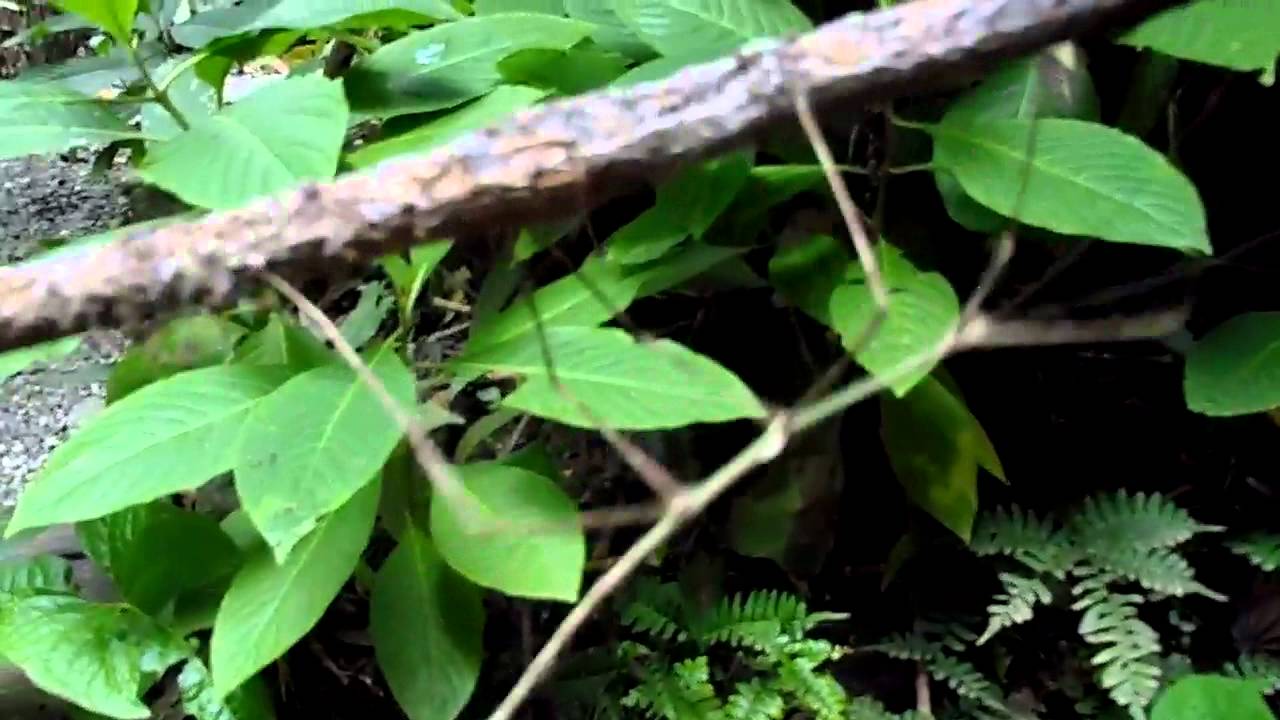 Insecto Palo / Mula del Diablo en movimiento / Stick insect running ...