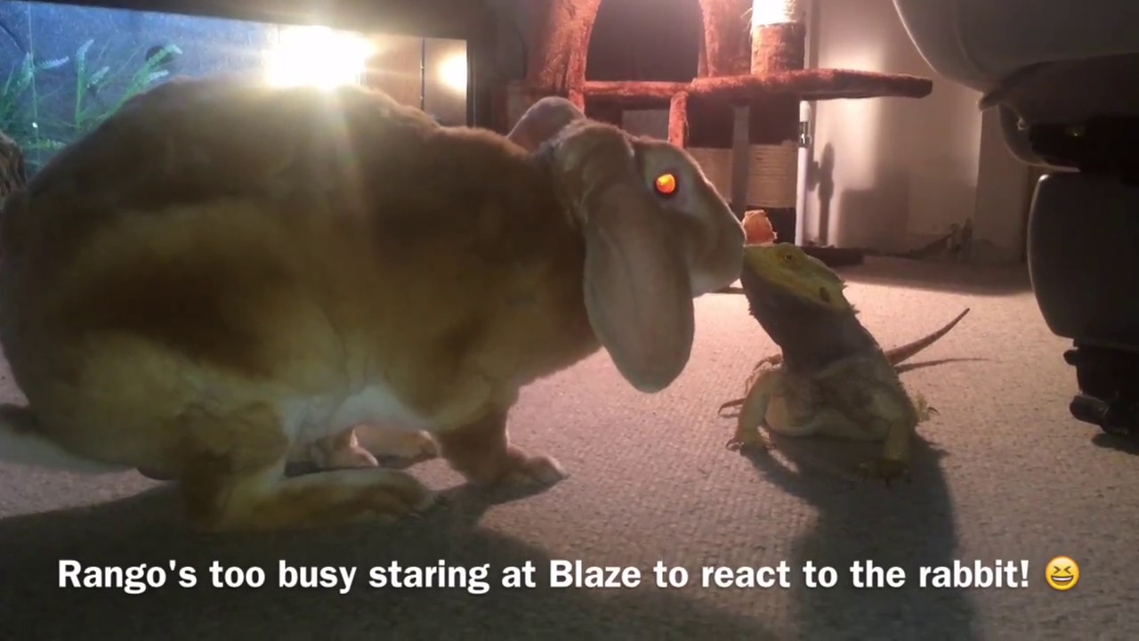 Bearded dragon Lizard meets Bunny rabbit! - YouTube