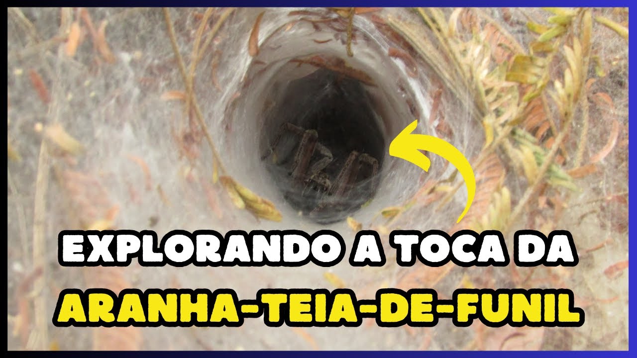 QUASE caí dentro das TEIAS da ARANHA-TEIA-DE-FUNIL! DESCUBRA quem é essa ARANHA predadora - YouTube