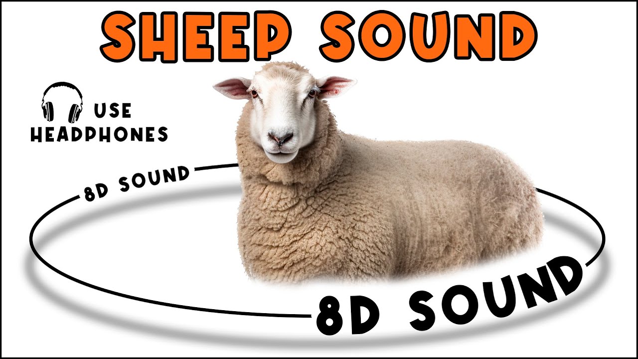 SHEEP SOUND - SHEEP SOUND EFFECT - NOISE OF SHEEP - animal sound - YouTube