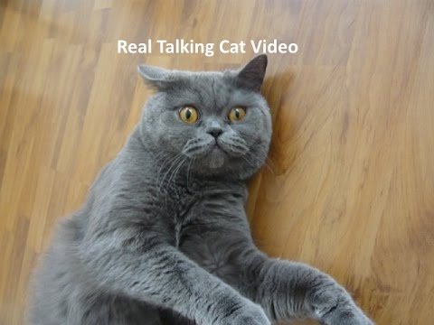 Real Live Talking Cat Video - No Apps - YouTube