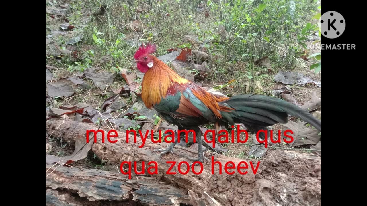 2 ມີນາ 2024 ລູກໄກ່ປາຂັນດີ me nyuam qaib qus qua zoo heev - YouTube