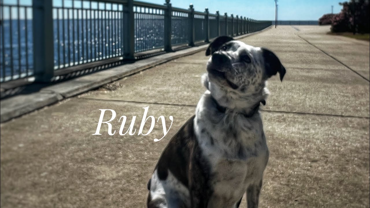 3yo Heeler mix (Ruby) Urban K9 | Best Dog Trainers in Florida - YouTube