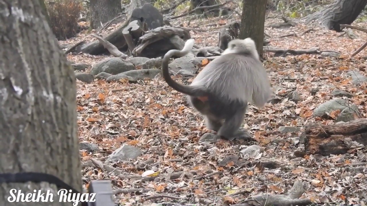 Wildlife of Kashmir ( The Kashmir gray langur ) Nikon p900 - YouTube
