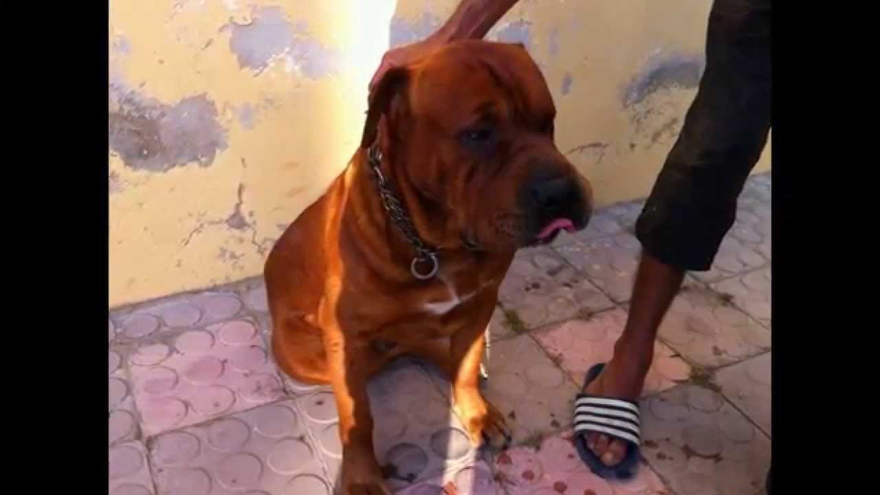 Dog Algérien - YouTube