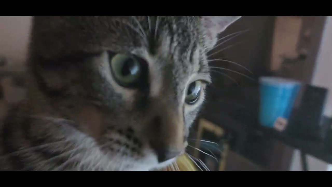 Scratch Please #kitten #cat #purringcat - YouTube